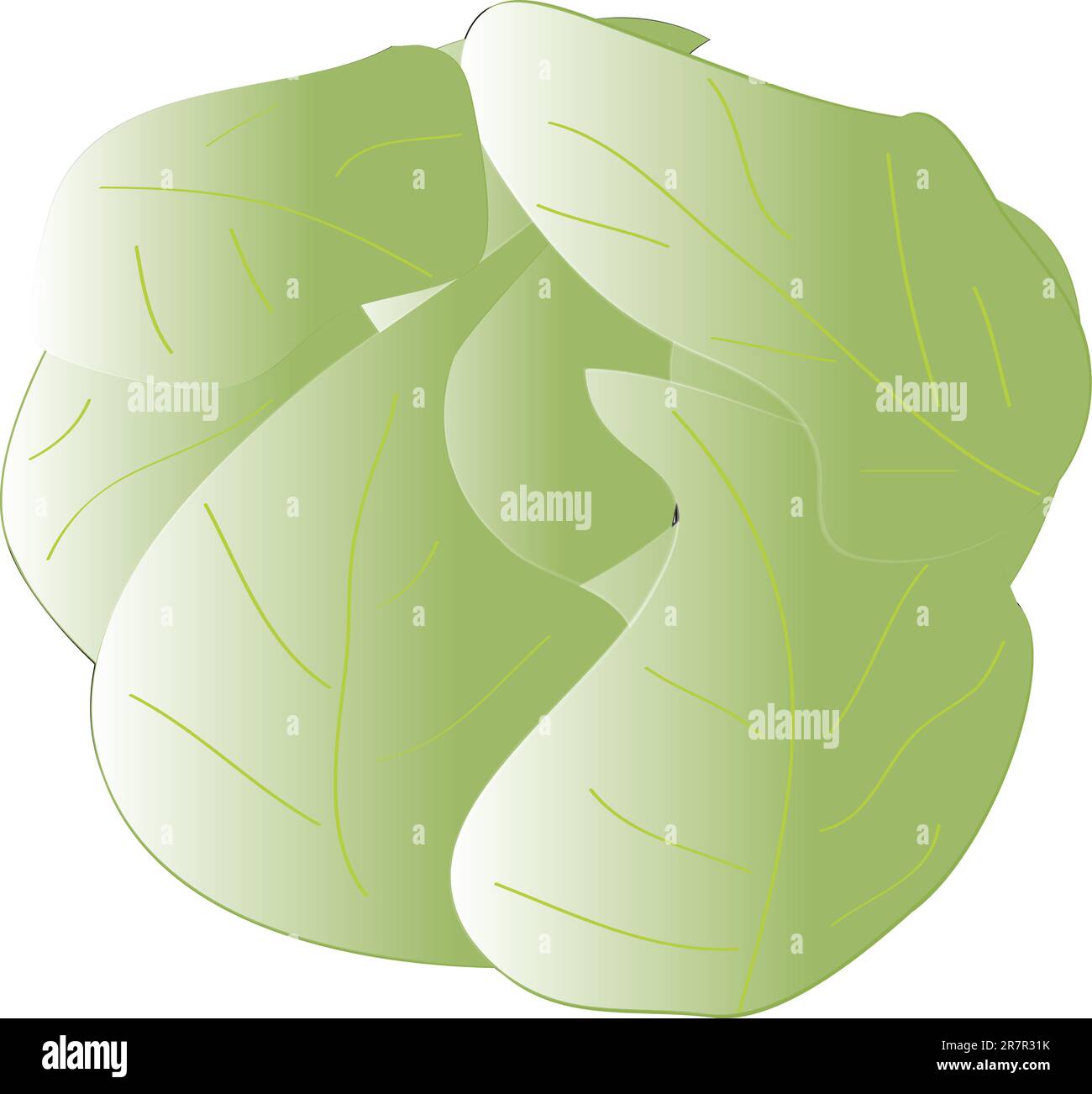 Fresh cabbage - vector Stock Vector Image & Art - Alamy