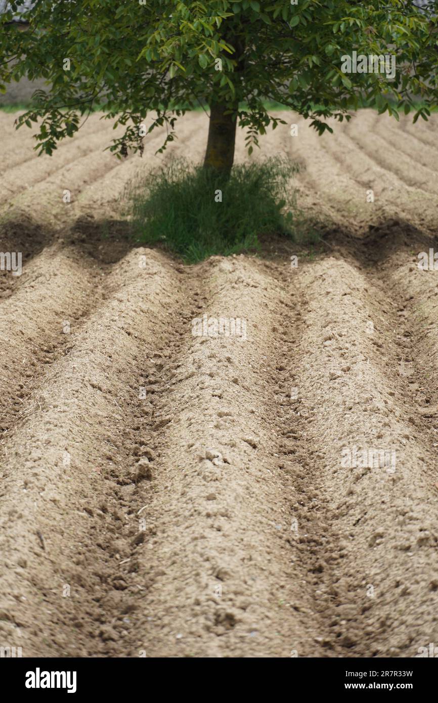 Furrows row pattern in a plowed field prepared for planting crops in ...
