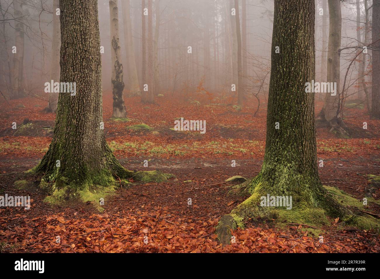 Trees spring summer autumn hi-res stock photography and images - Alamy