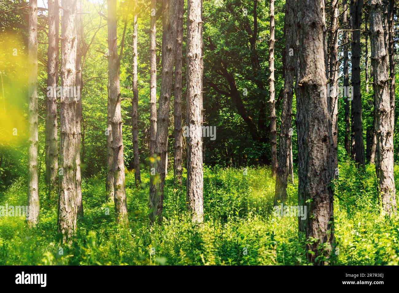 Environmental conservation, Background of green forest in summer ...