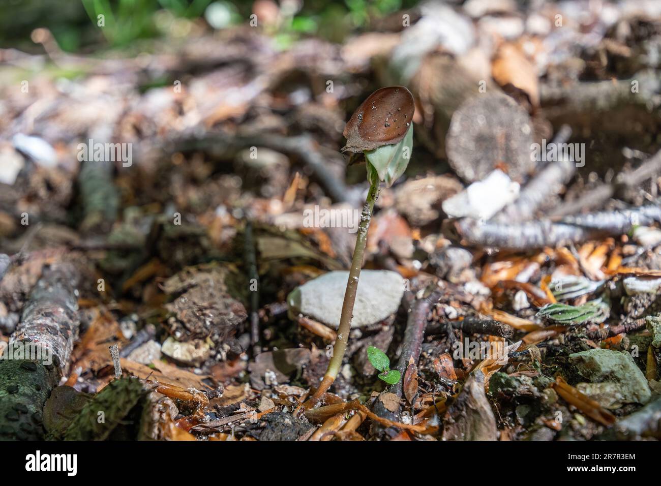 Beech tree seedling fagus sylvatica hi-res stock photography and images ...
