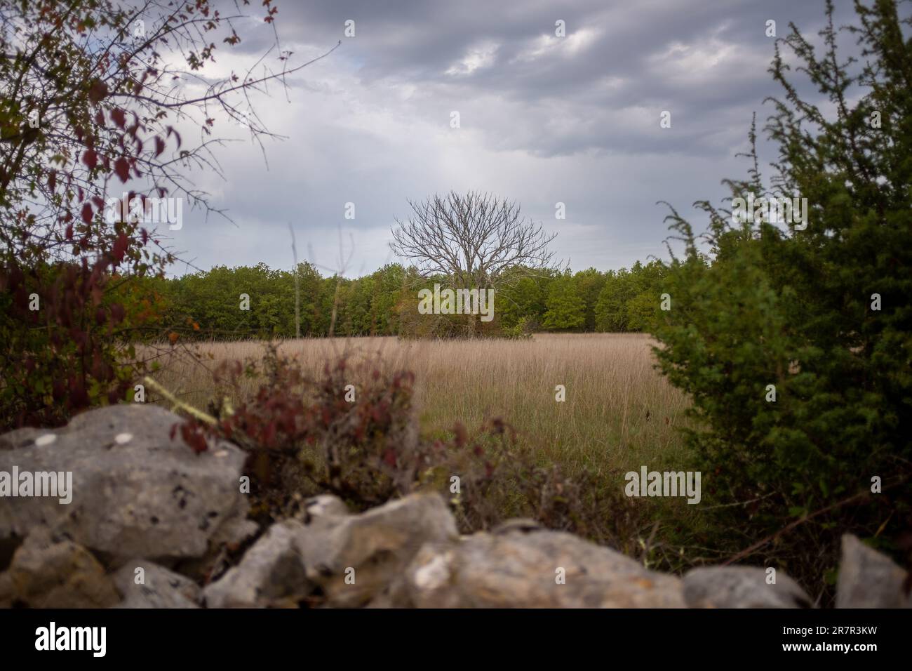 A dead tree seen from the Camino de Santiago trail in the Southwest ...