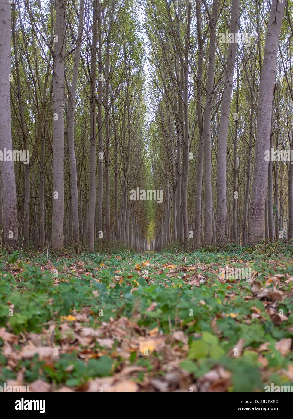 Axial view of poplar tree plantation in Southwest France. Taken in ...