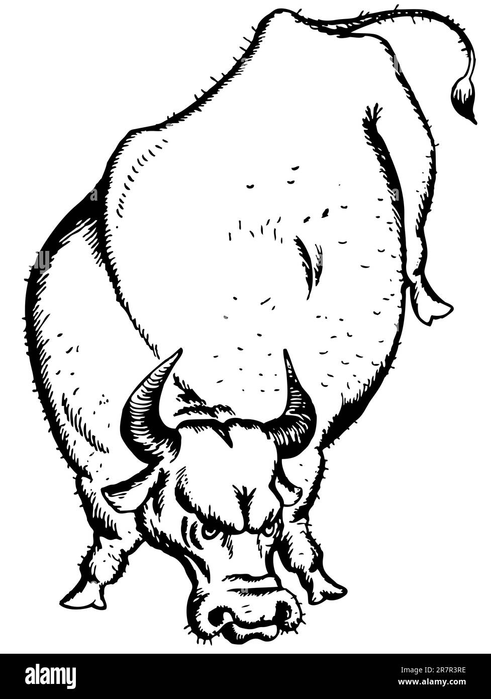 Angry ox isolated on white Stock Vector Image & Art - Alamy