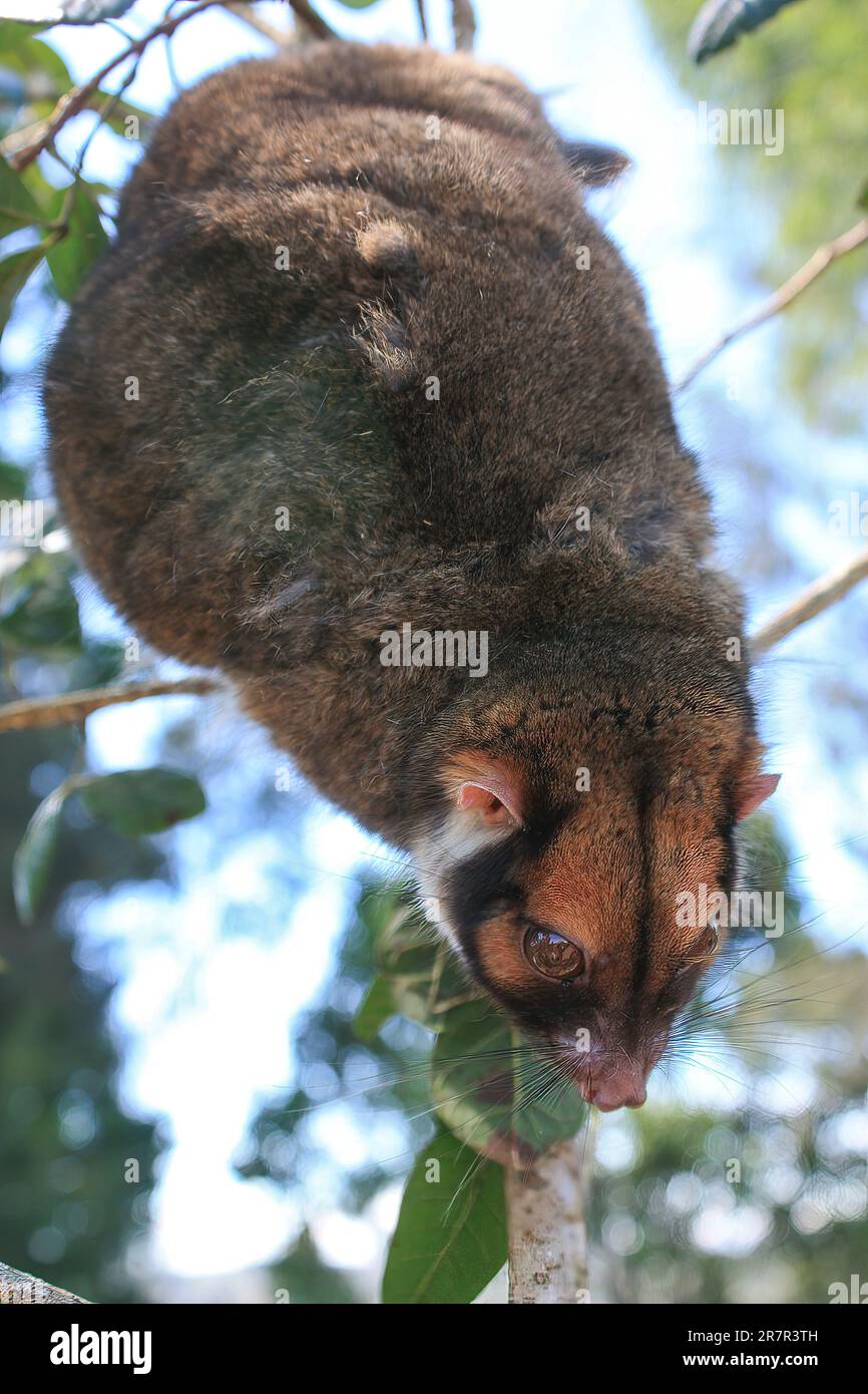 Female phalanger possum hi-res stock photography and images - Alamy