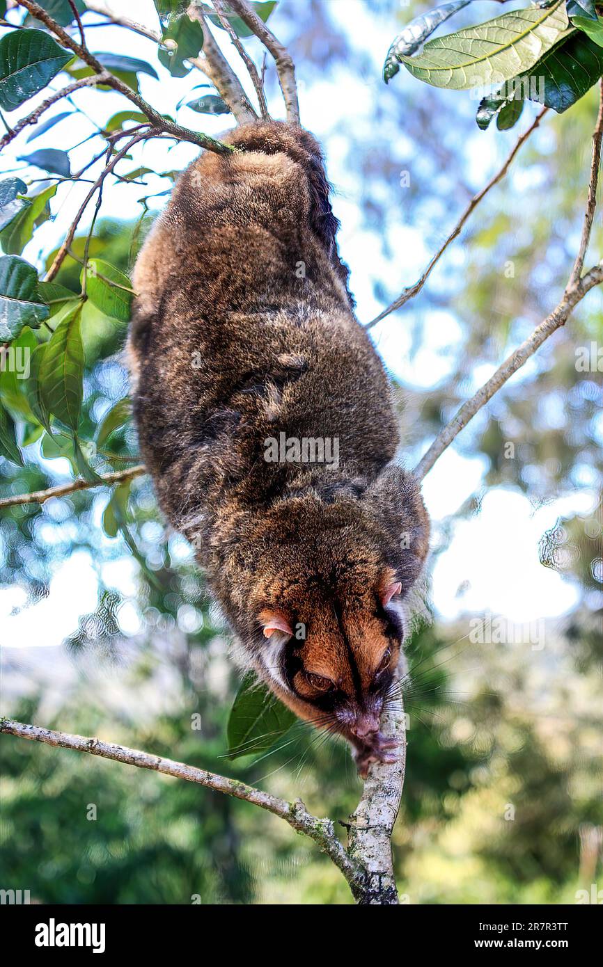 Female phalanger possum hi-res stock photography and images - Alamy