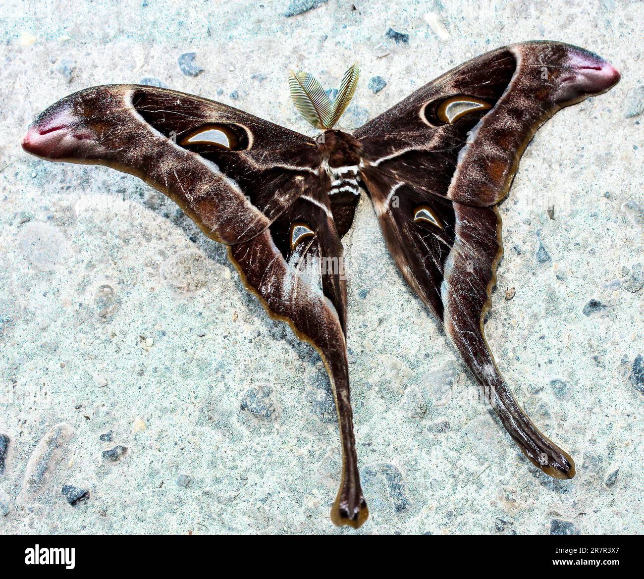 Hercules moth hi-res stock photography and images - Alamy