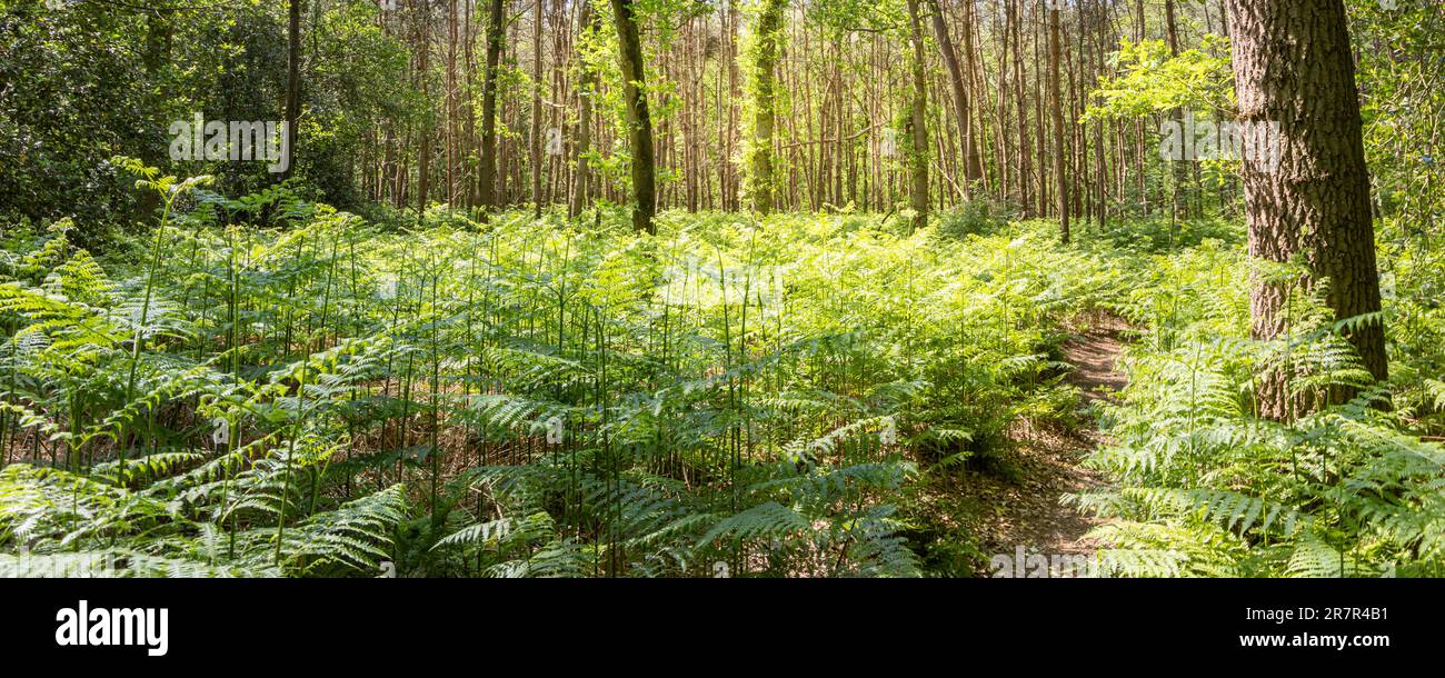 Sunny forest landscape with path and green bracken fern Pteridium ...