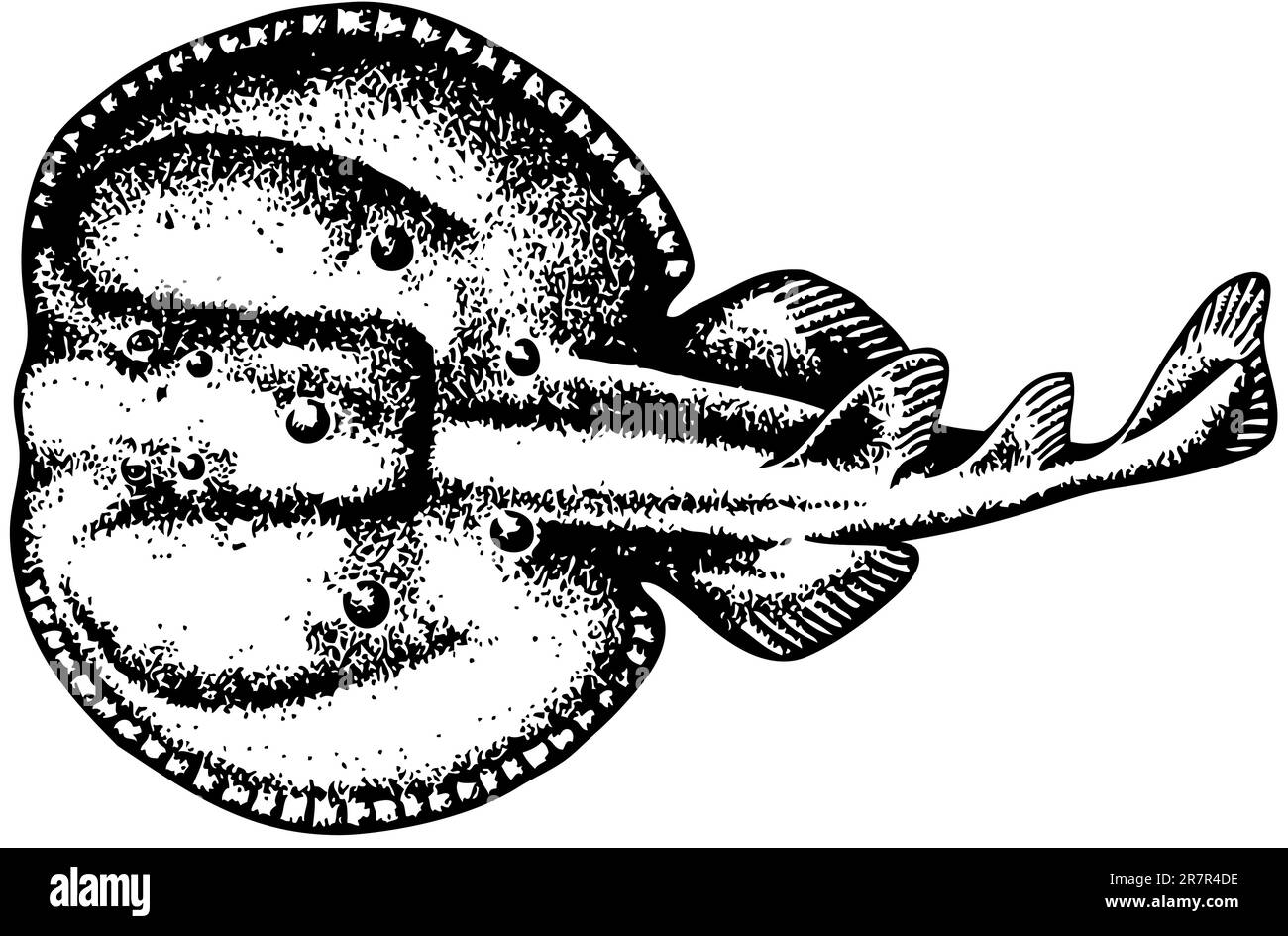 Sting ray cartoon illustration Black and White Stock Photos & Images ...