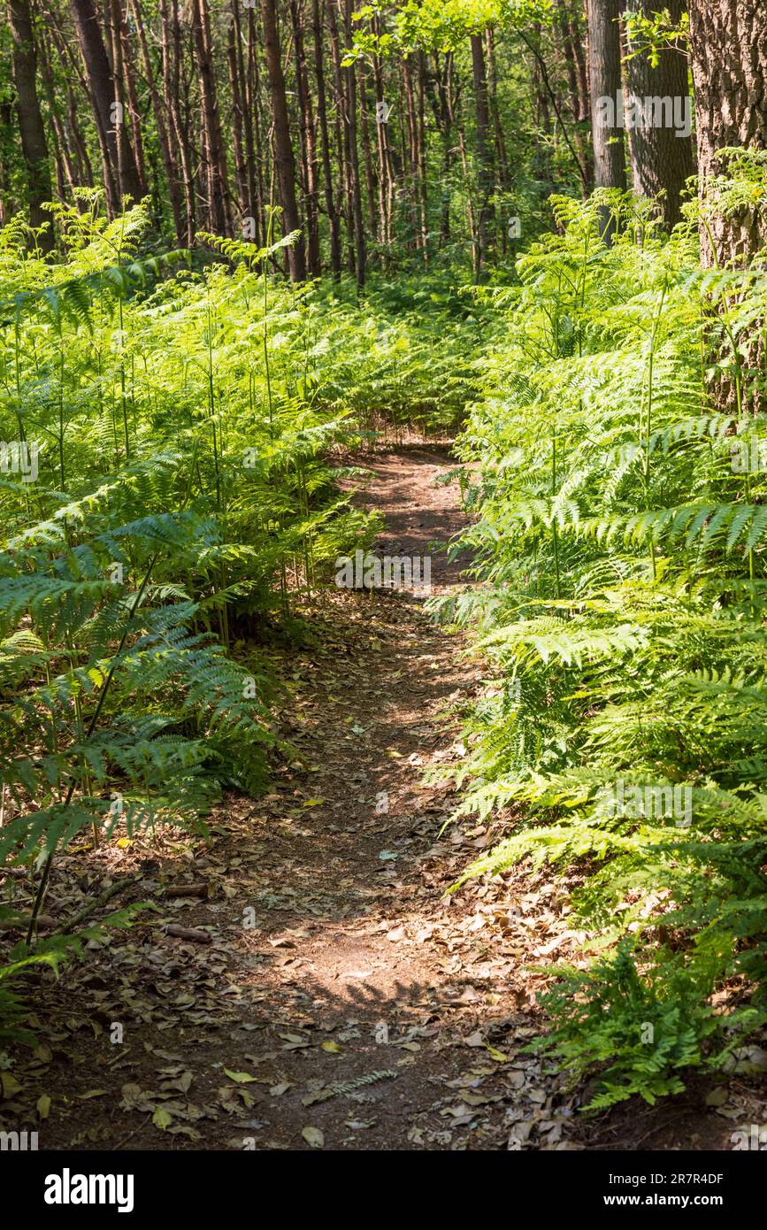 Sunny forest landscape with path and green bracken fern Pteridium ...
