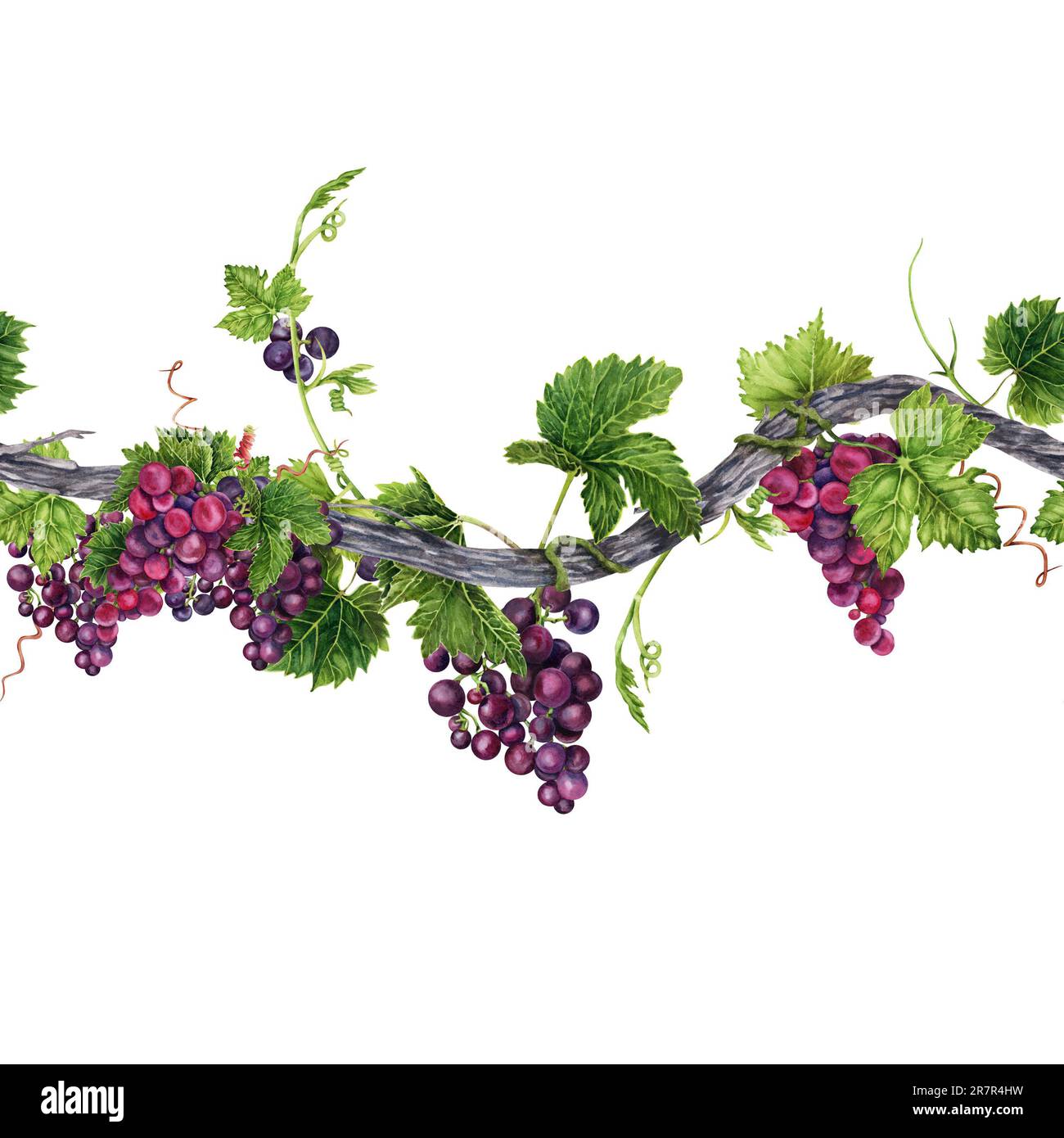Seamless border with long grape vine, green leaves, tendrils and bunch of grapes. Hand drawn ...