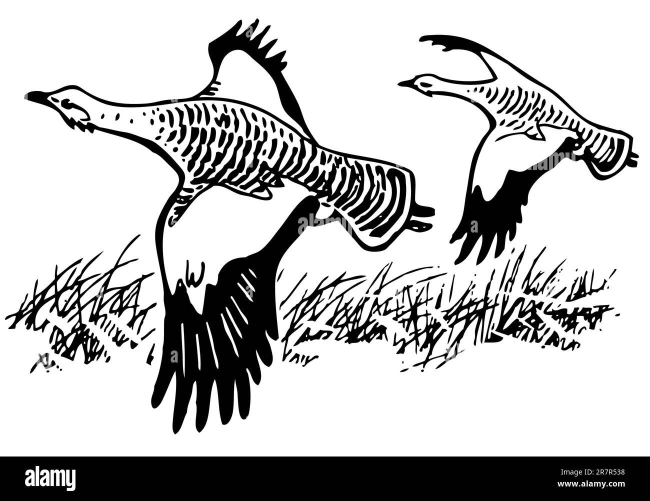 Great Bustards flying Stock Vector Image & Art - Alamy