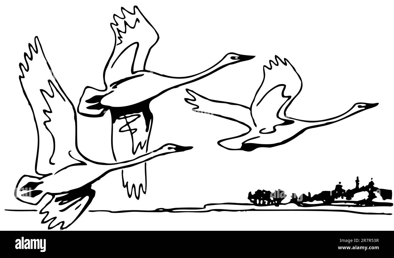 Black white image swans Black and White Stock Photos & Images - Alamy