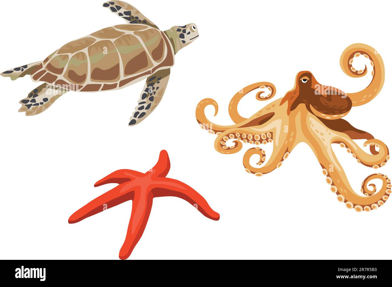 Turtle, octopus and starfish illustrations isolated on white background ...