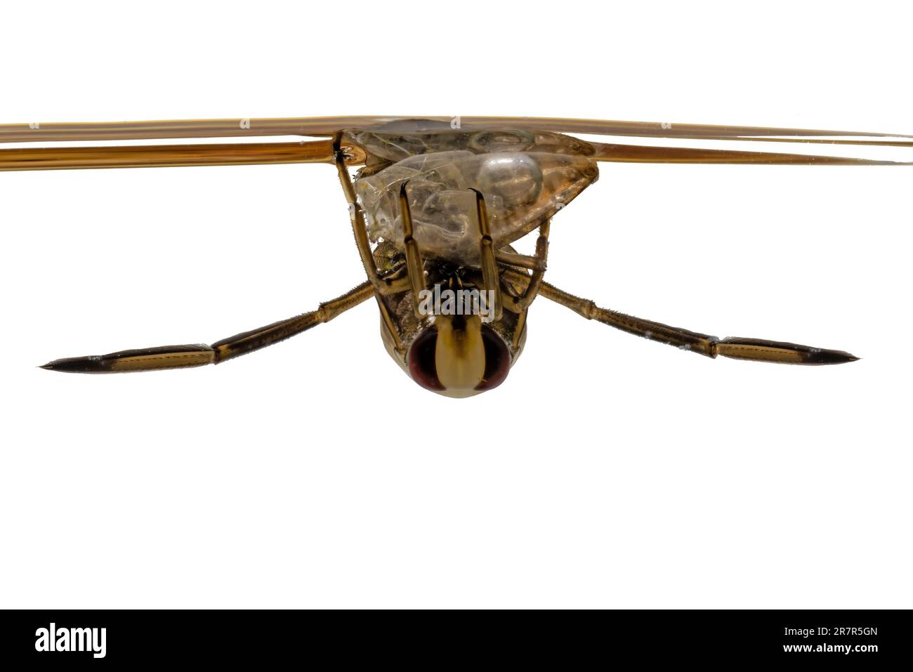 Frotal image of a common backswimmer Notonecta glauca at the water ...