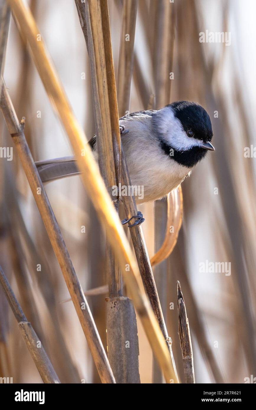 A Black-capped chickadee perched on the top of a tall, brown grass-like ...