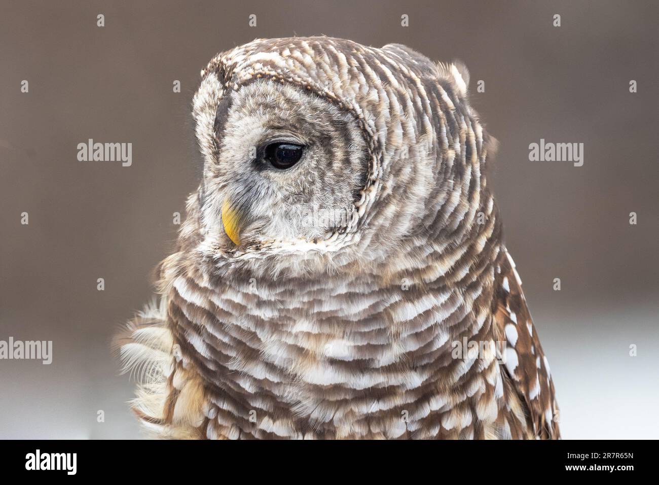 This majestic owl stands in a peaceful pose, its eye standing out ...