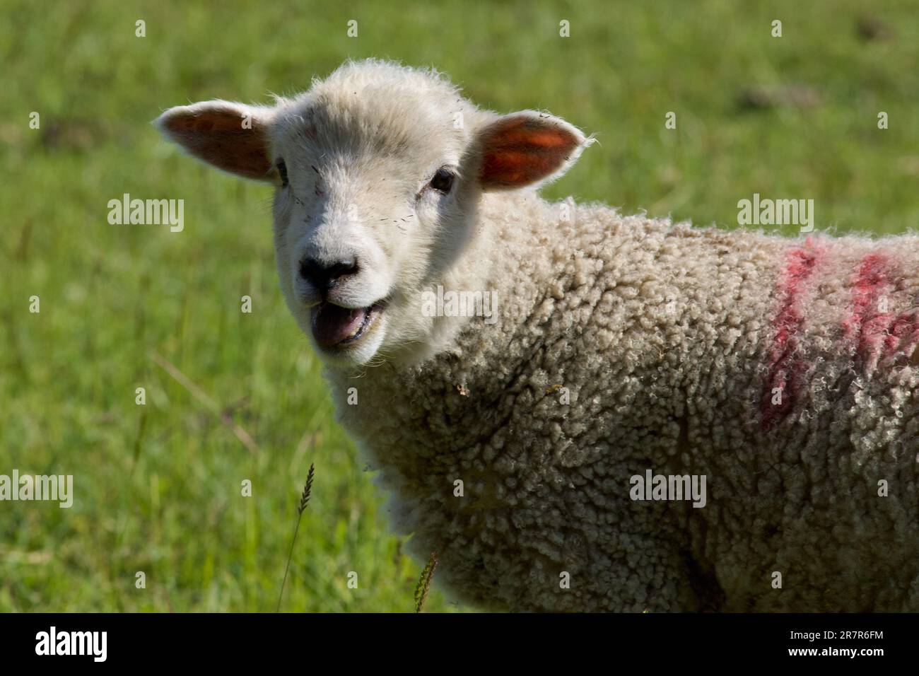 Smiling lamb hi-res stock photography and images - Alamy