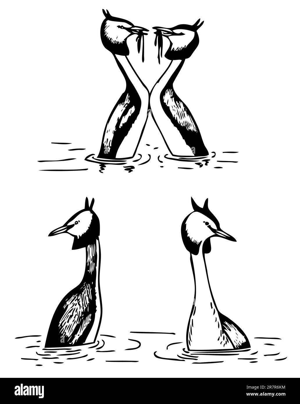 Grebe picture Stock Vector Images - Alamy