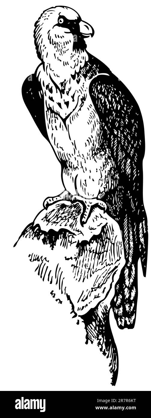 Eagle picture drawing hi-res stock photography and images - Alamy