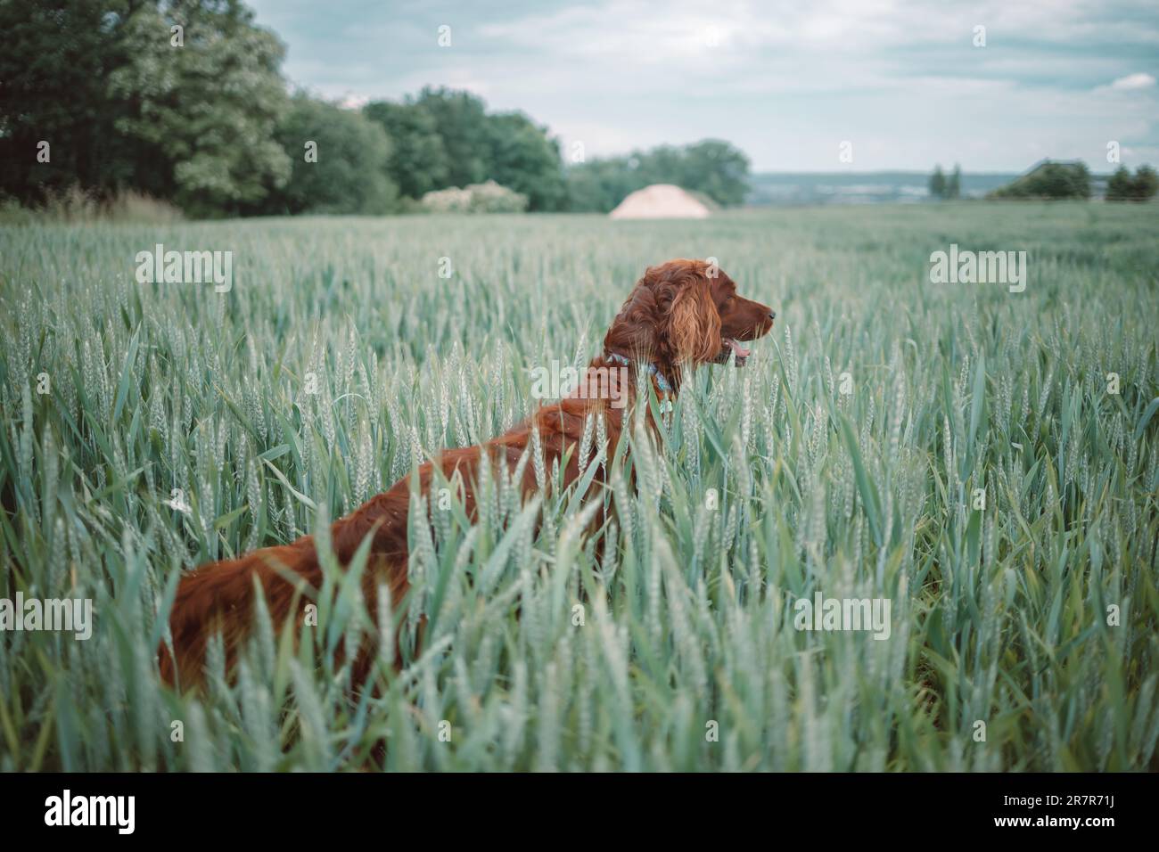 Irish settre hi-res stock photography and images - Alamy