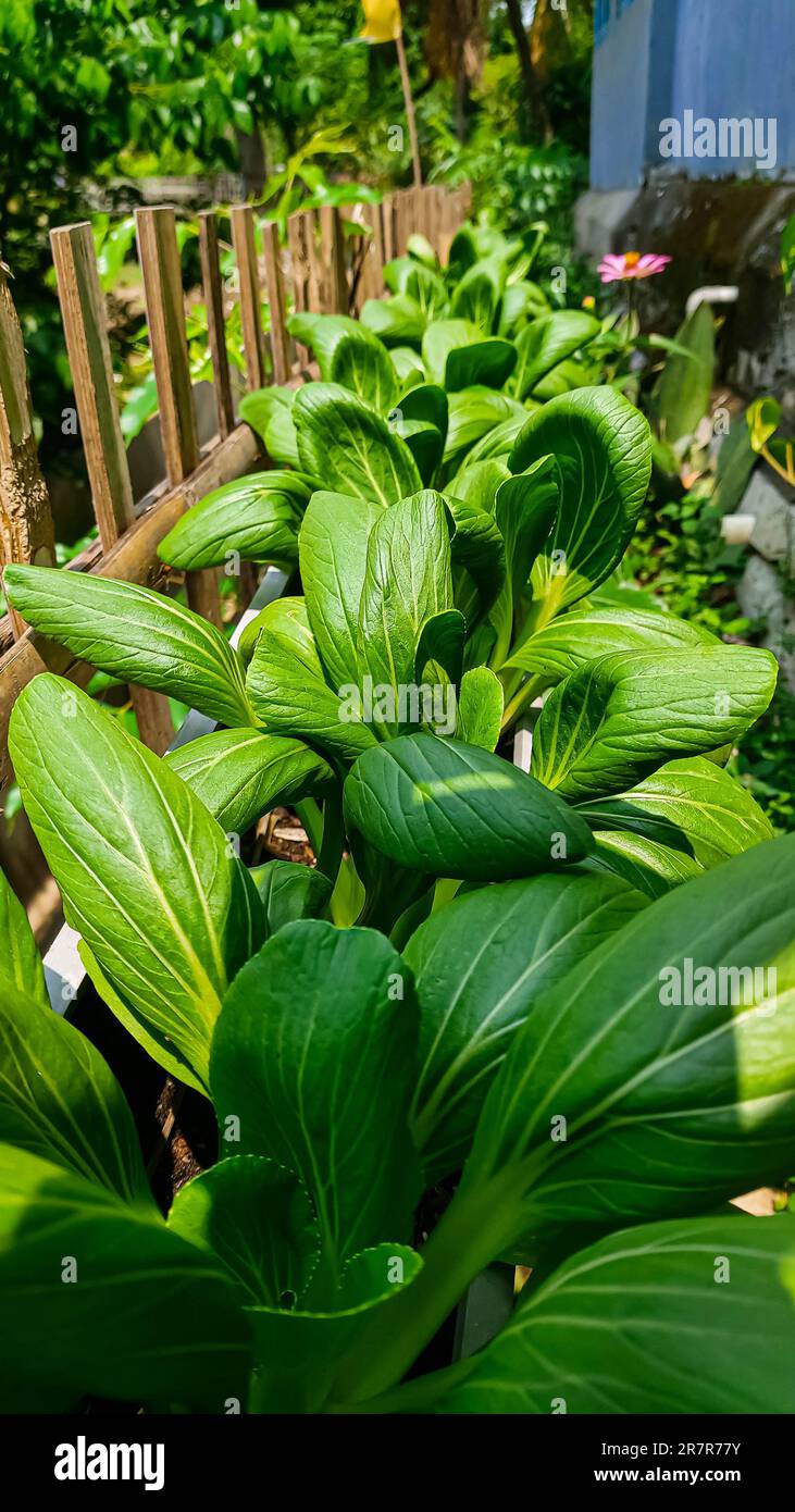 Pak choy or bok choy cultivation in gutters. Pak choy or bok choy urban ...