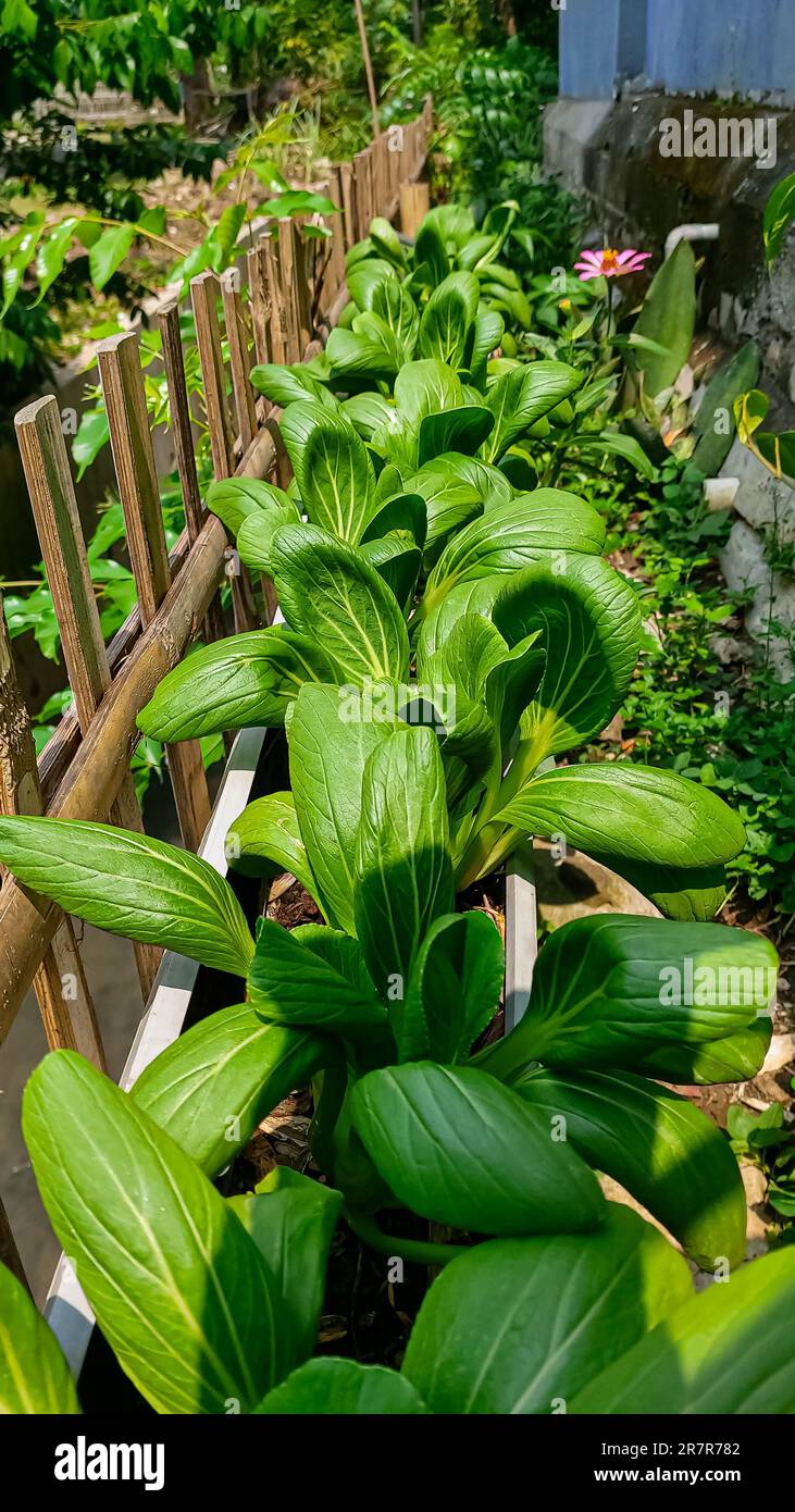 Pak choy or bok choy cultivation in gutters. Pak choy or bok choy urban ...