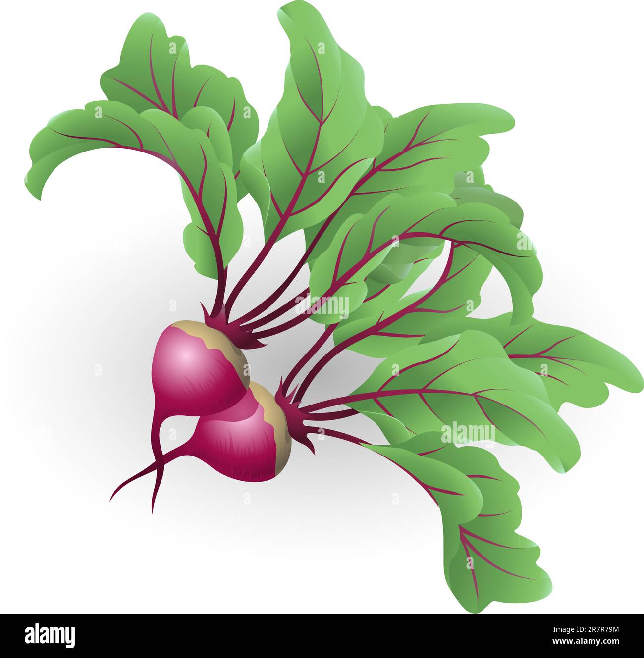 An illustration of two beetroot aka table beet, garden beet, red beet ...