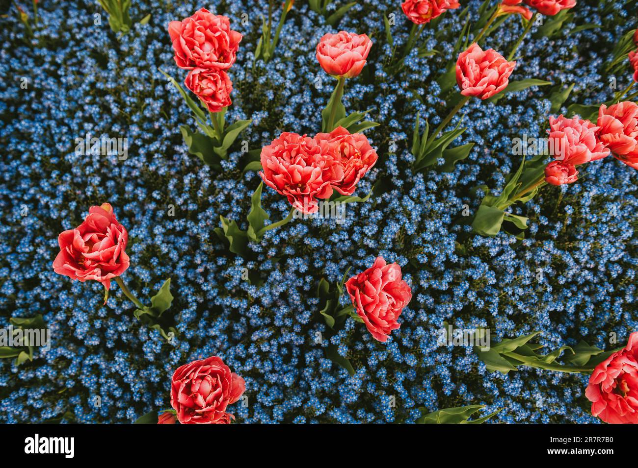Colorful flowerbed with mixed blue and pink spring flowers Stock Photo ...