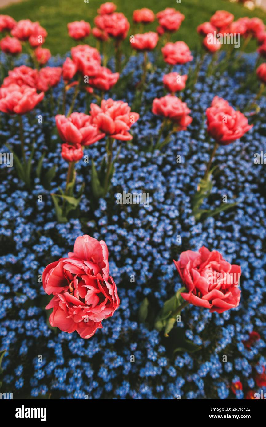 Colorful flowerbed with mixed blue and pink spring flowers Stock Photo ...