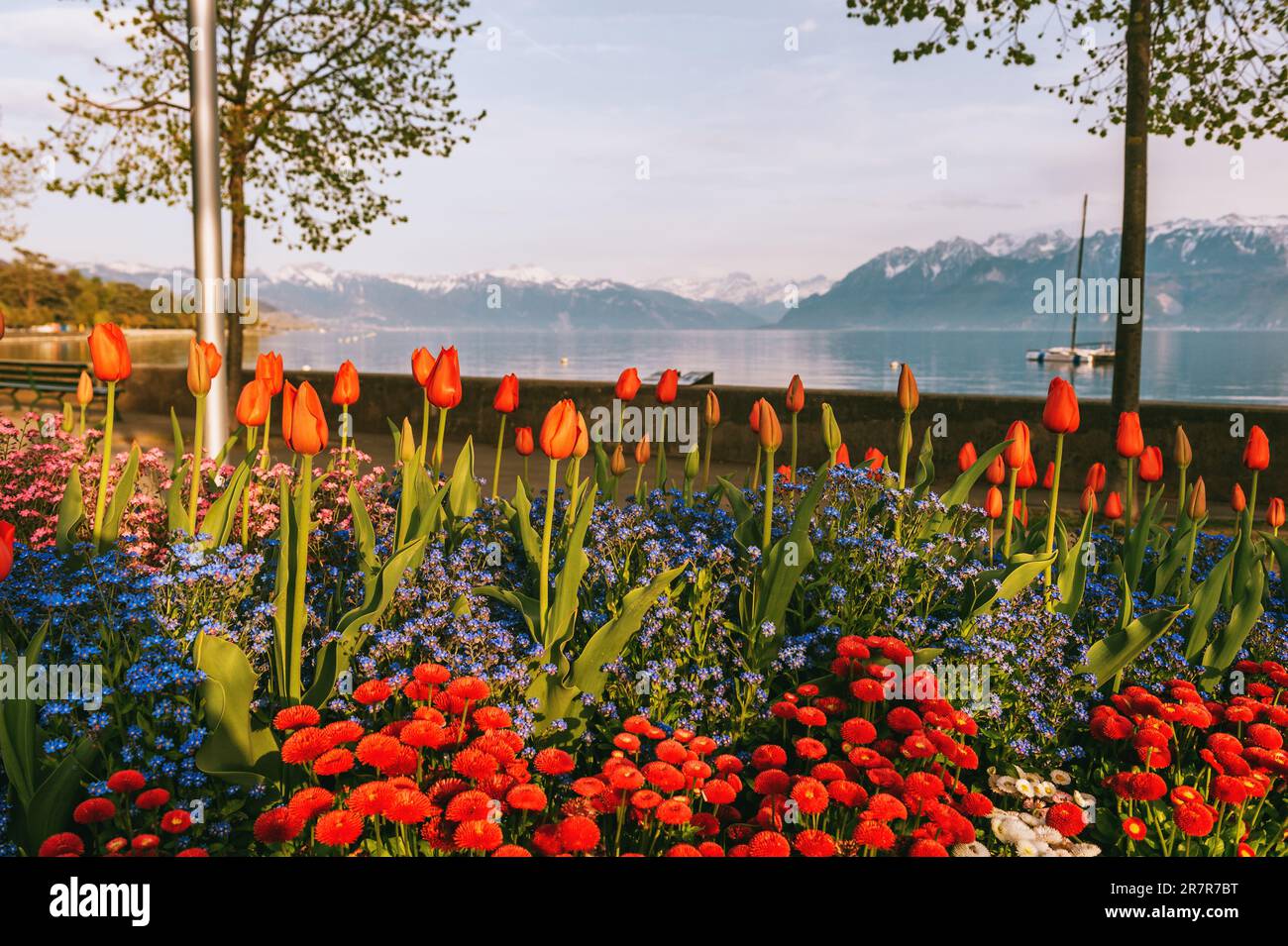 Beautiful spring blossom next to Lake Geneva, Ouchy, Lausanne ...