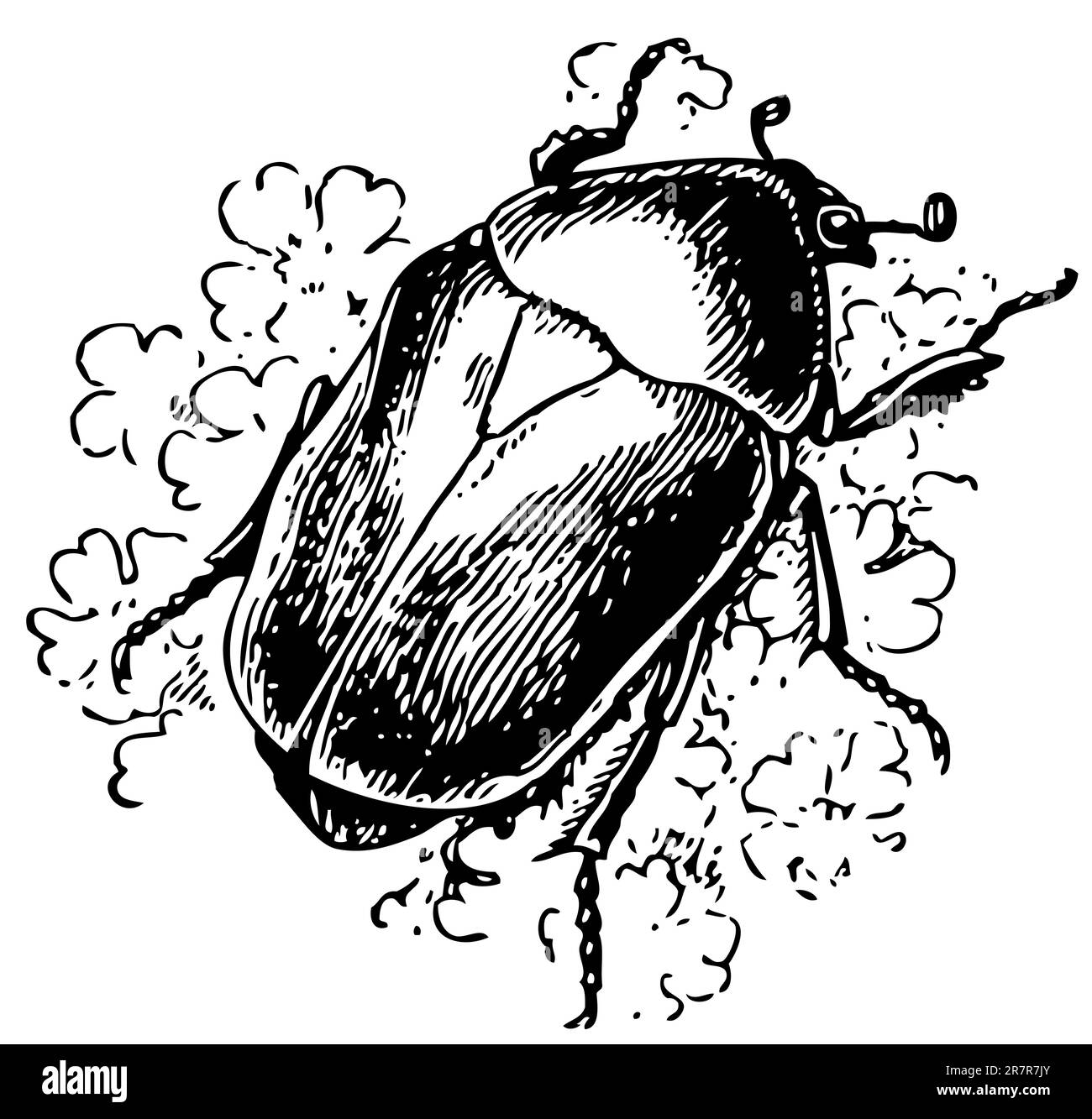 Shell close up in Stock Vector Images - Alamy