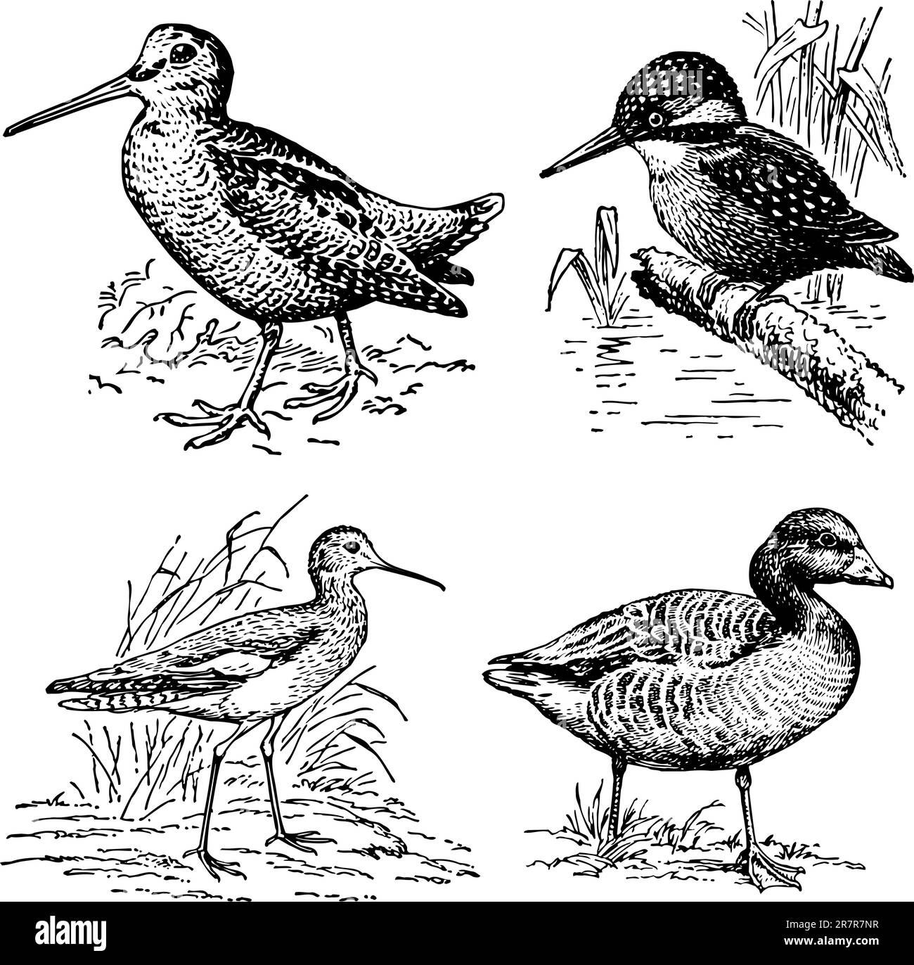 Tree duck Stock Vector Images - Alamy