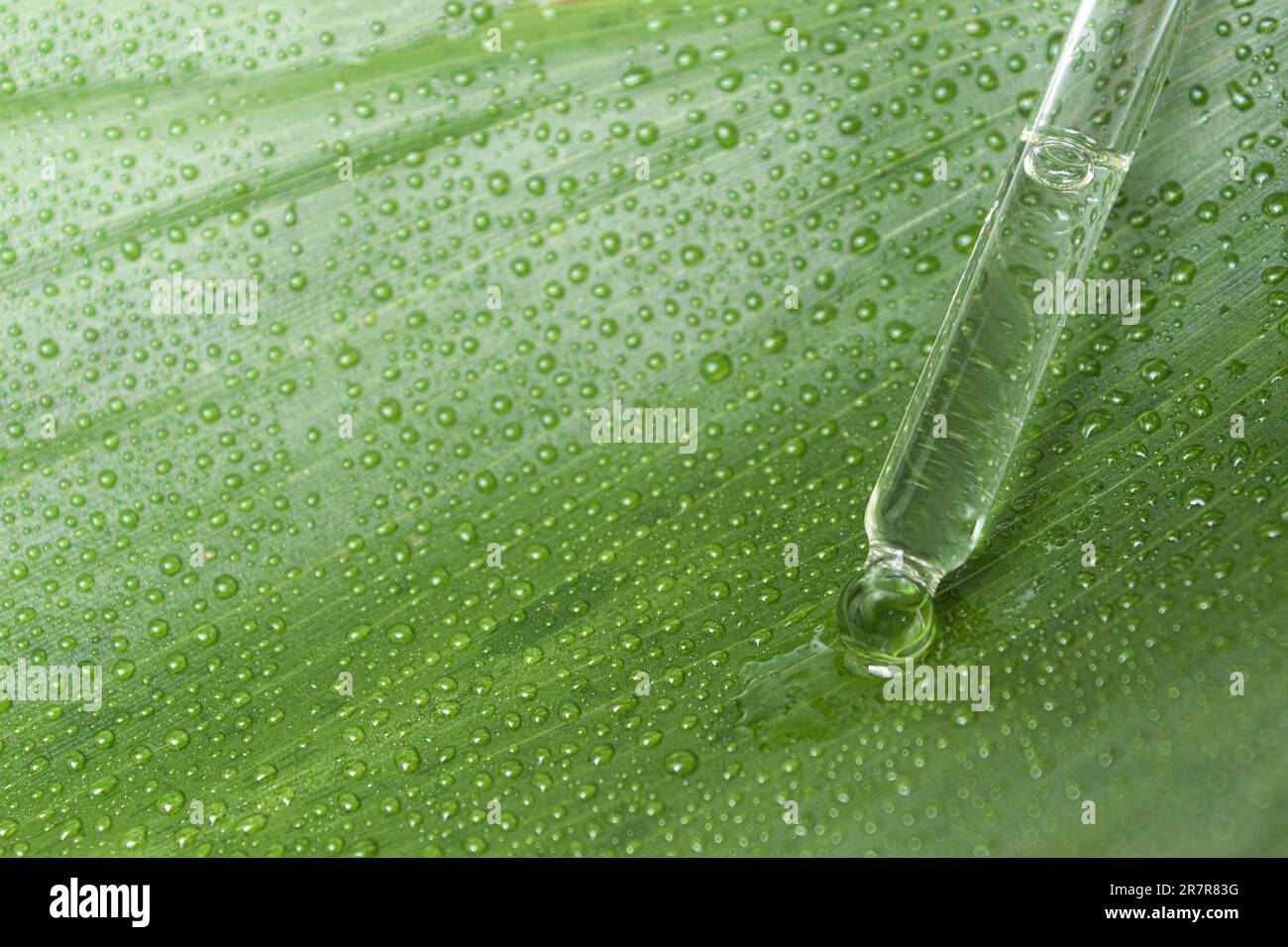 A drop of raw material flows from a medical pipette. A cosmetic dropper ...