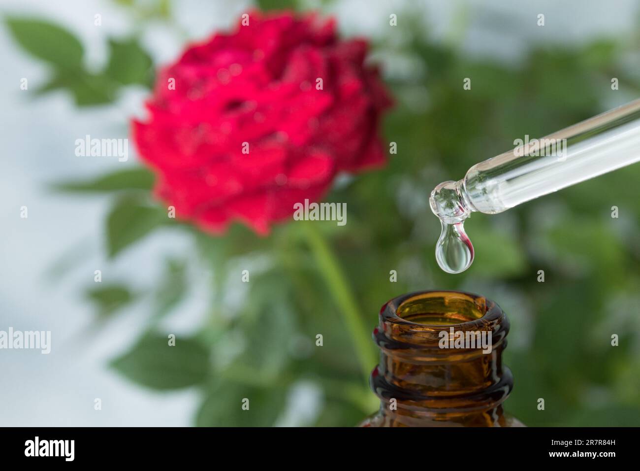 A drop of raw material flows from a medical pipette. A cosmetic dropper ...