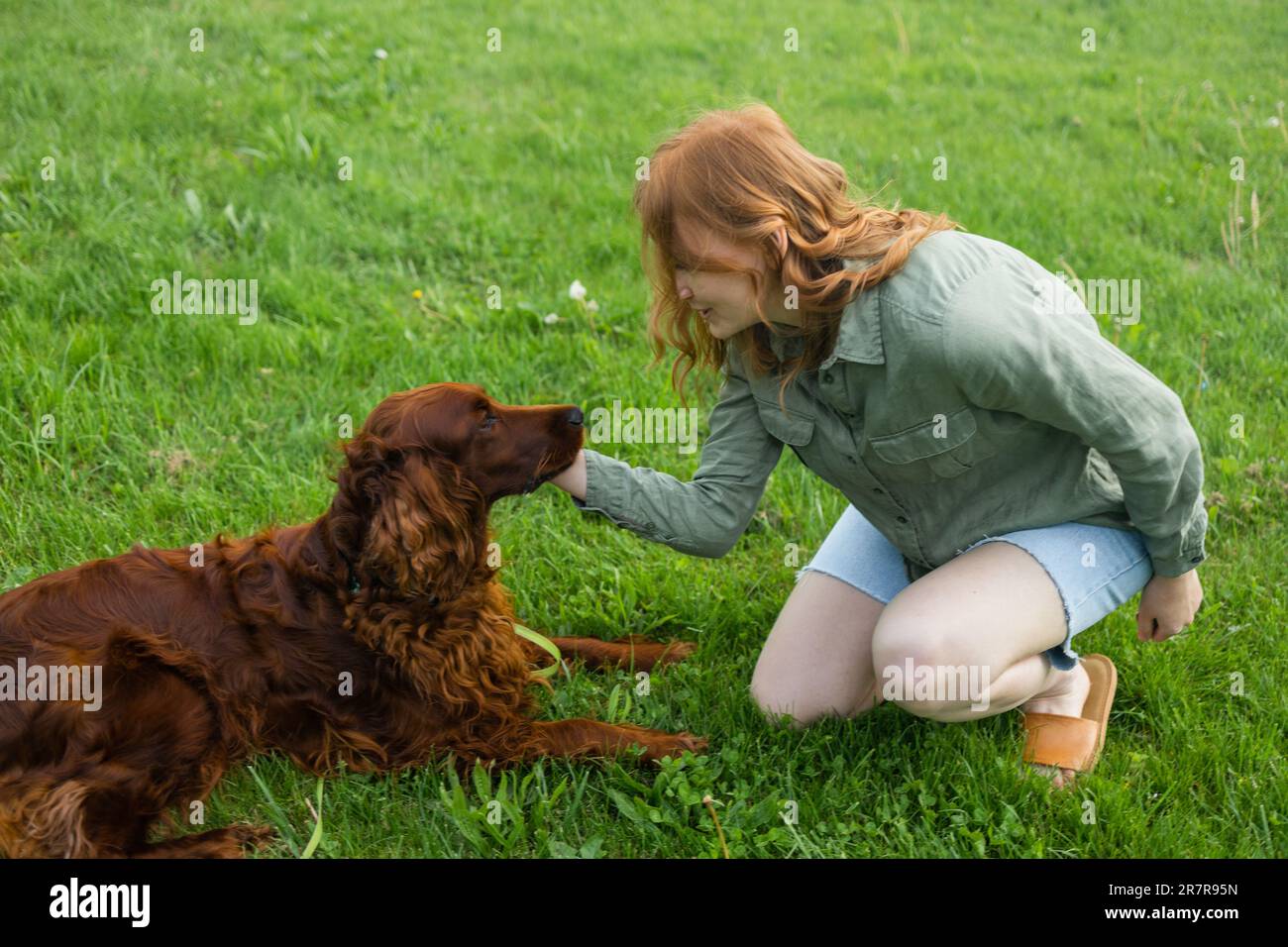 Red Irish Setter outdoor training process. Beautiful blonde smiling ...