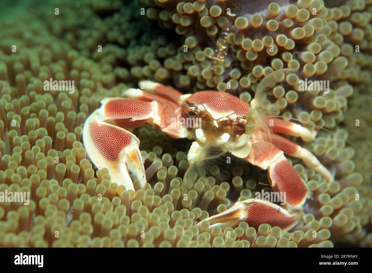 Spotted Porcelain Crab (Neopetrolisthes Maculatus) in an Anemone ...