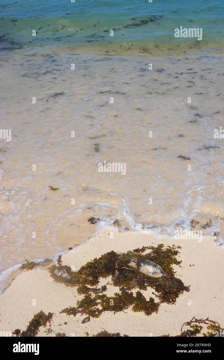 Plastic waste, plastic bottle, beach of Mauritius Stock Photo - Alamy