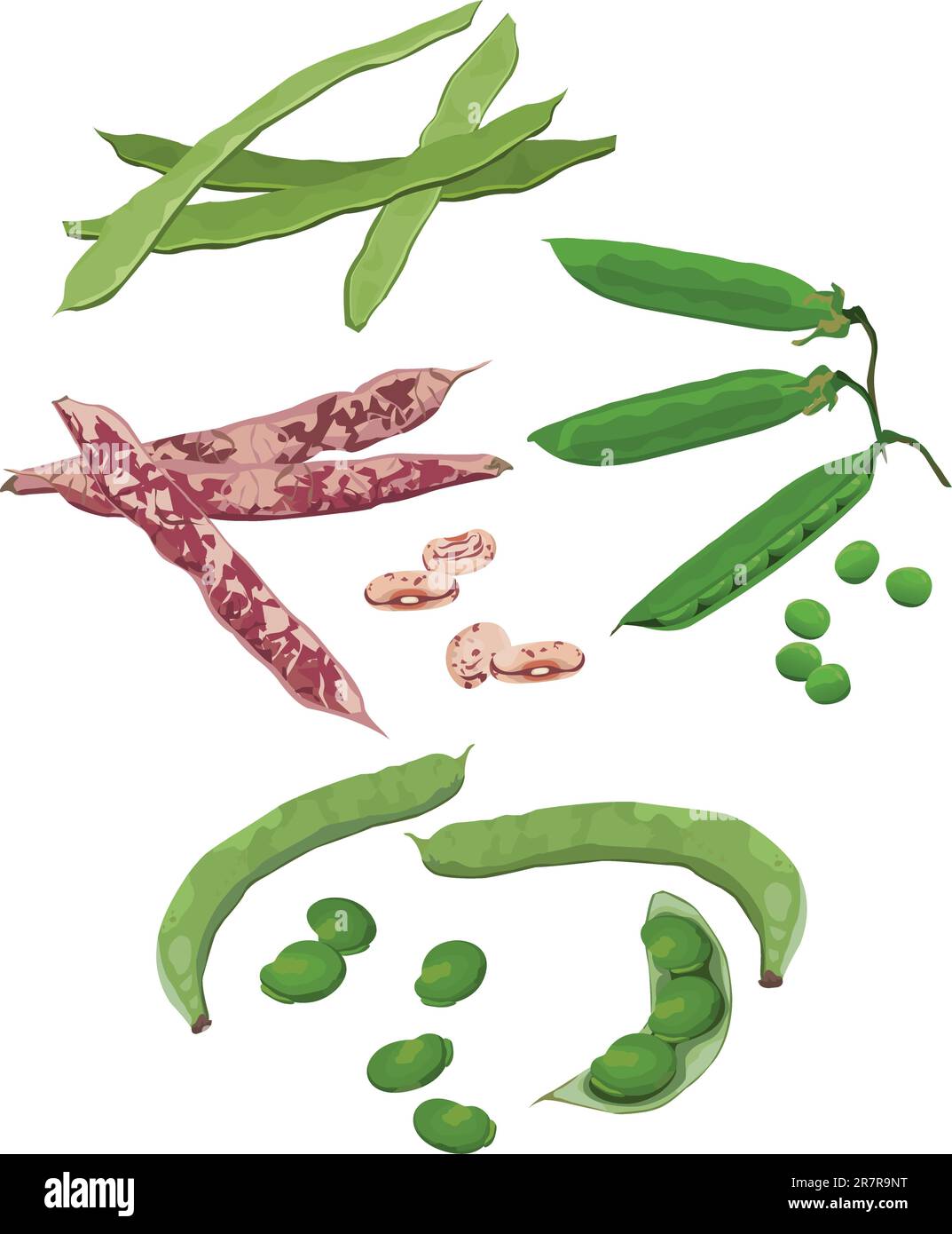 Clip-arts of Beans on white background Stock Vector Image & Art - Alamy