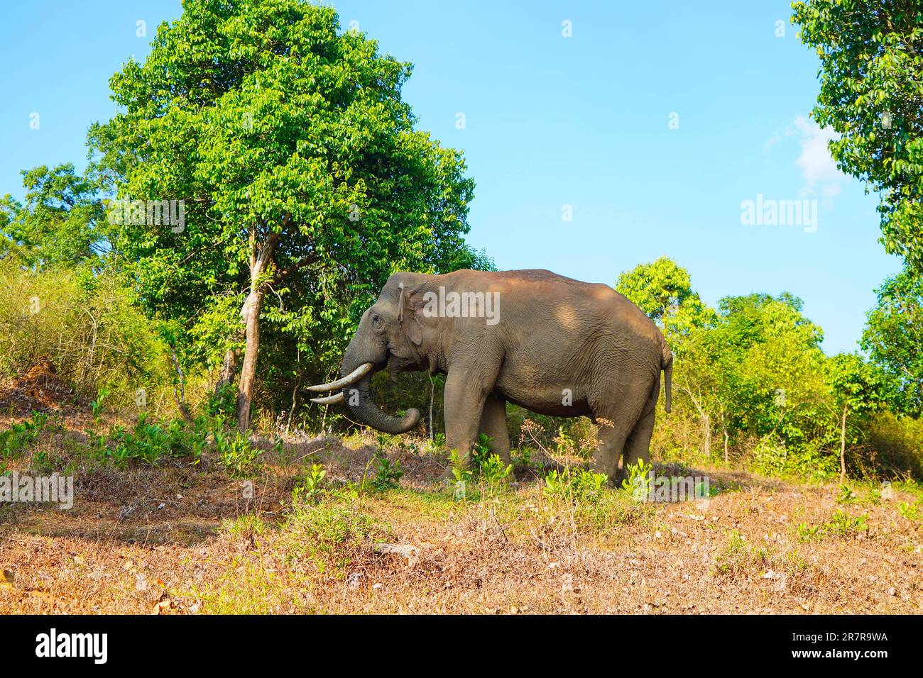 Elephant in western ghats hi-res stock photography and images - Alamy