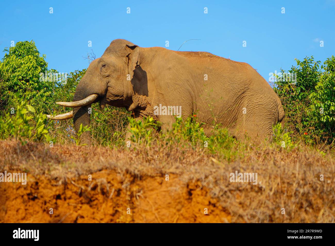 Asian wild elephant on the side of a forest road in Western Ghats, low ...