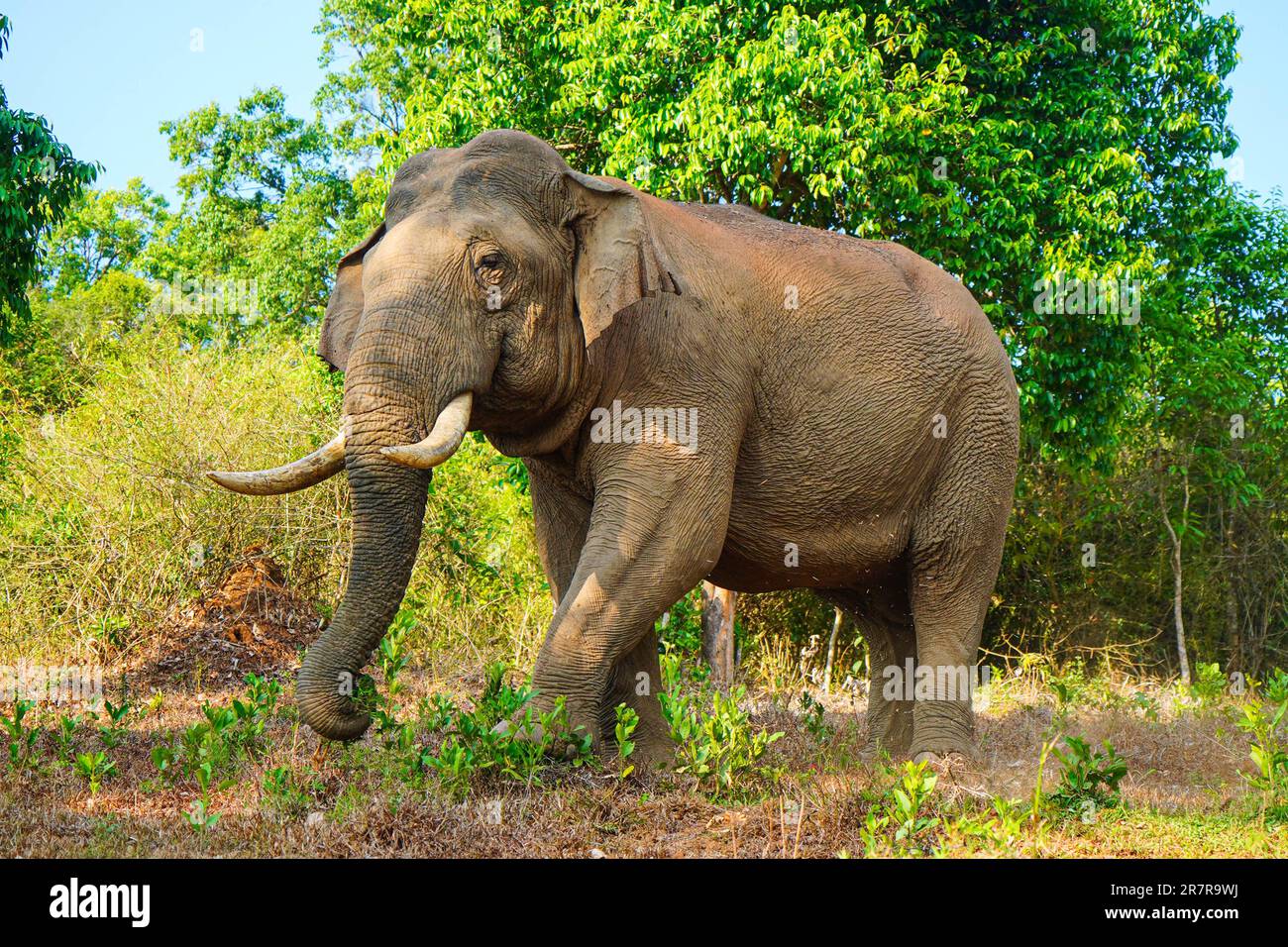 Asian wild elephant on the side of a forest road in Western Ghats, low ...