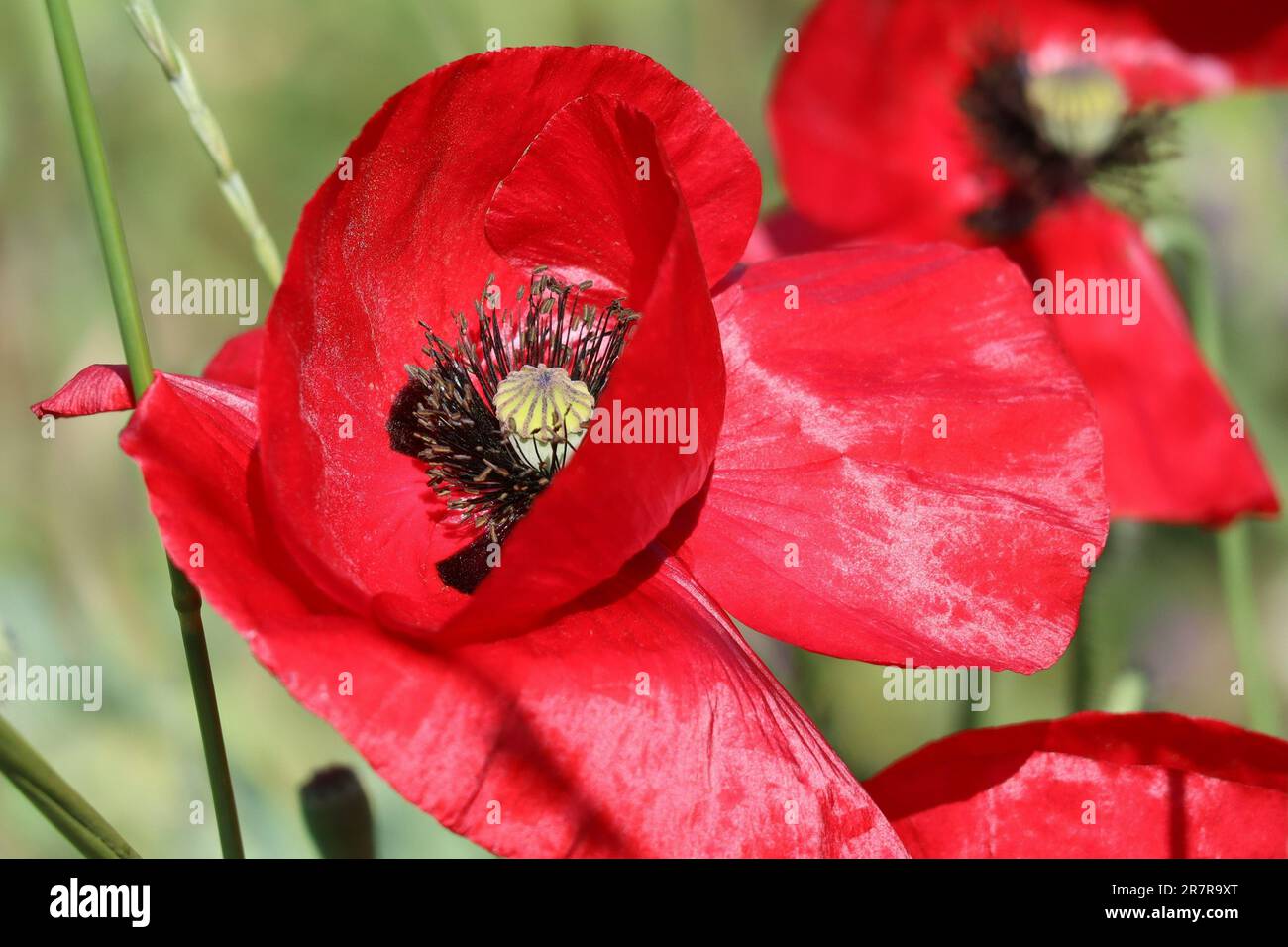Red turkish poppy hi-res stock photography and images - Alamy