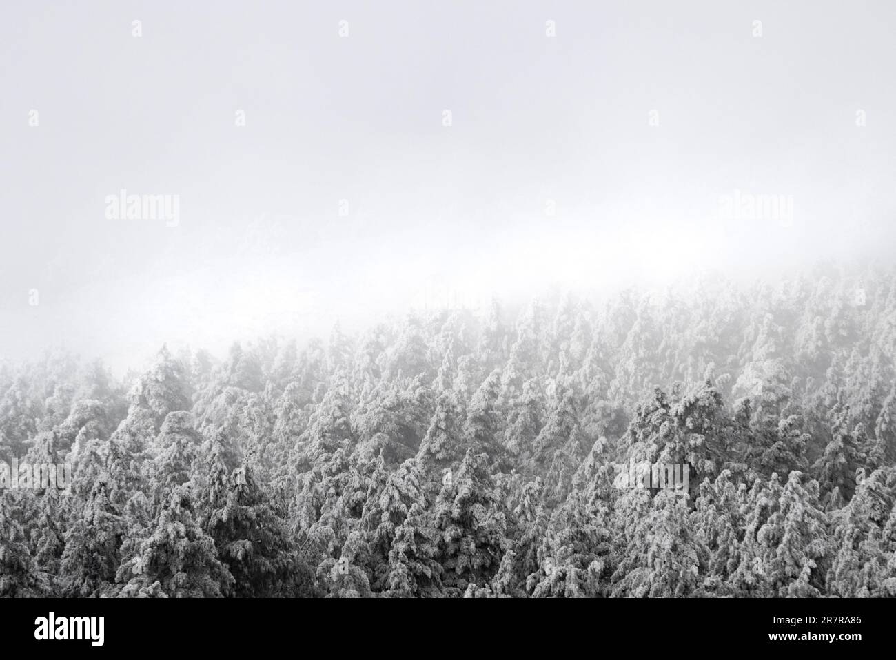 Mystical mist hi-res stock photography and images - Alamy