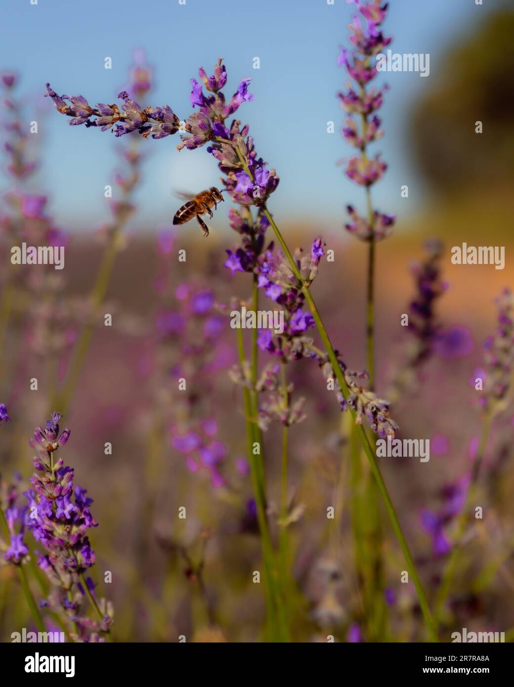 A tiny bee buzzing amidst vibrant lavender fields, savoring the sweet ...