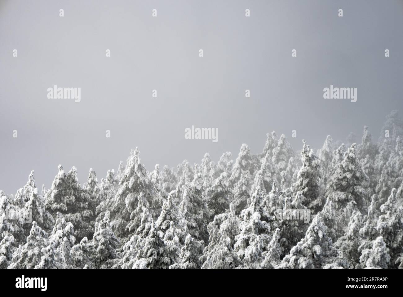 Mystical mist hi-res stock photography and images - Alamy