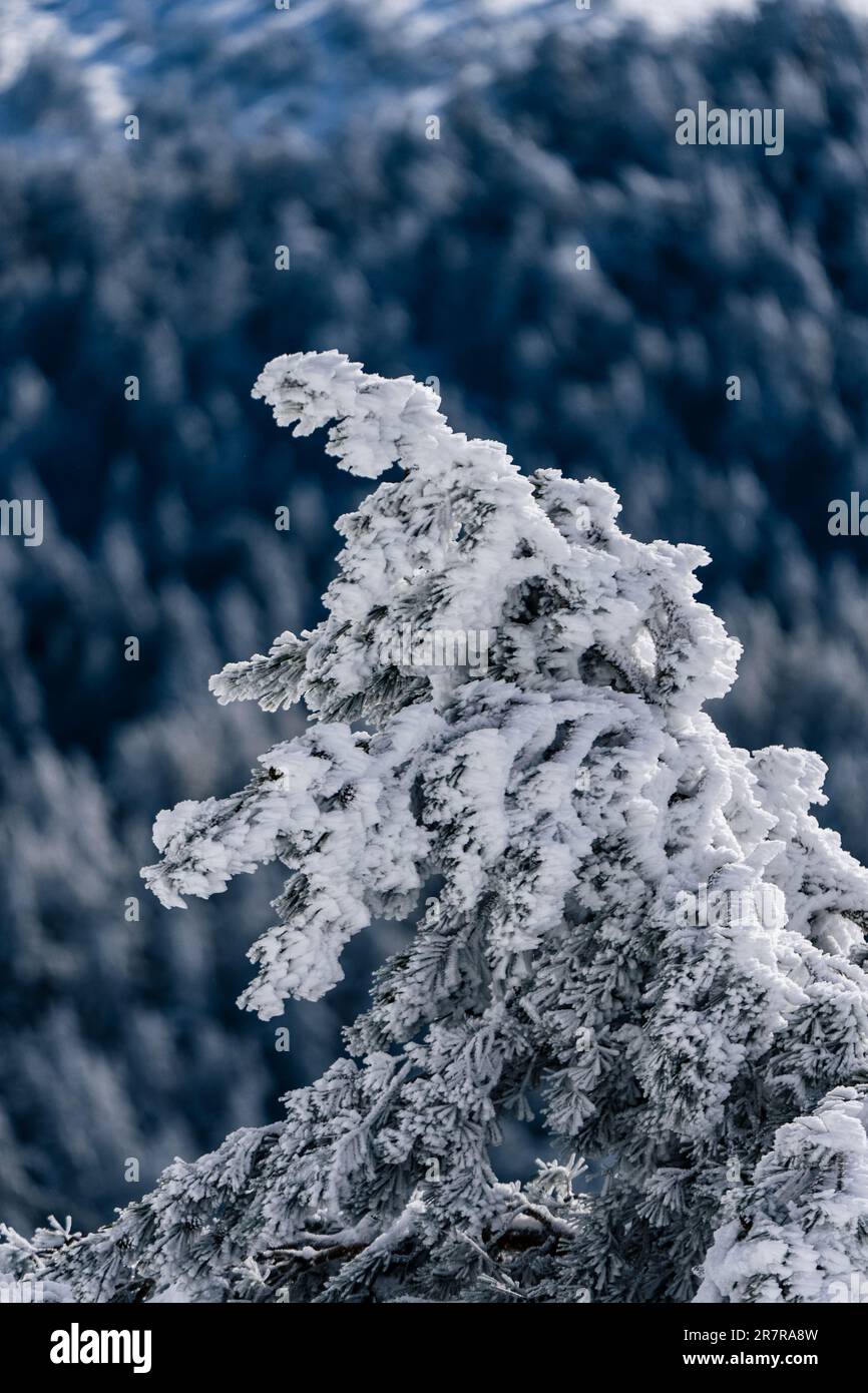 Gracefully age hi-res stock photography and images - Alamy