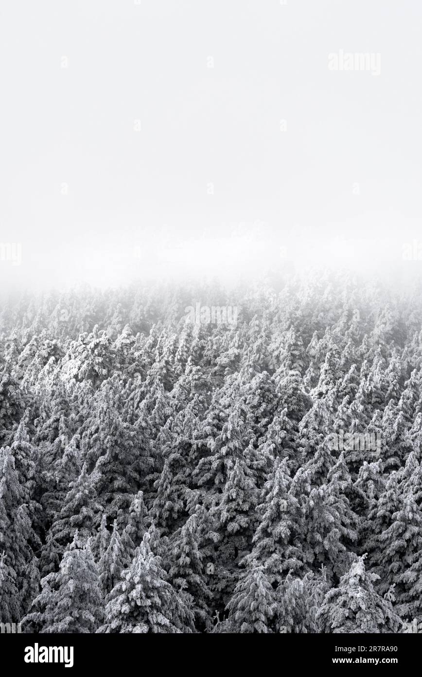 Mystical mist hi-res stock photography and images - Alamy