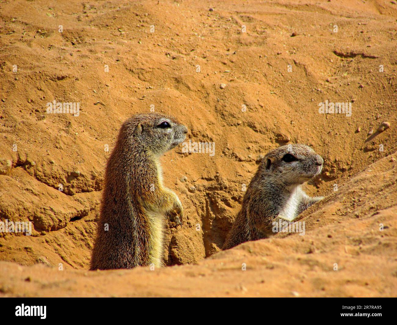 Two South African Ground Squirrels looking out from their burrow in the Kalahari Desert in South ...