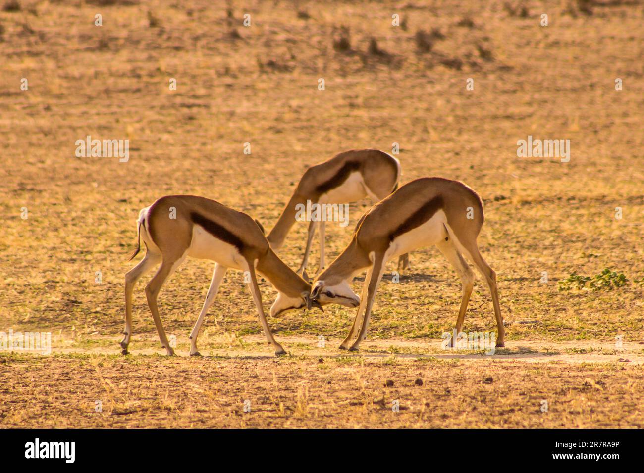 Two Young Springbok rams locking horns while play fighting Stock Photo ...